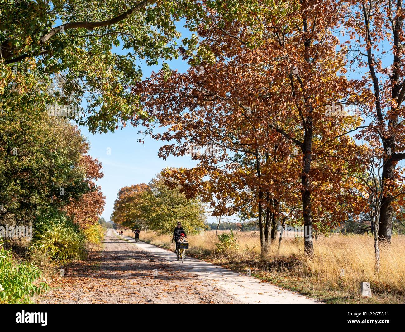 People bicycling on cycle path in autumn in nature reserve Veluwe near ...