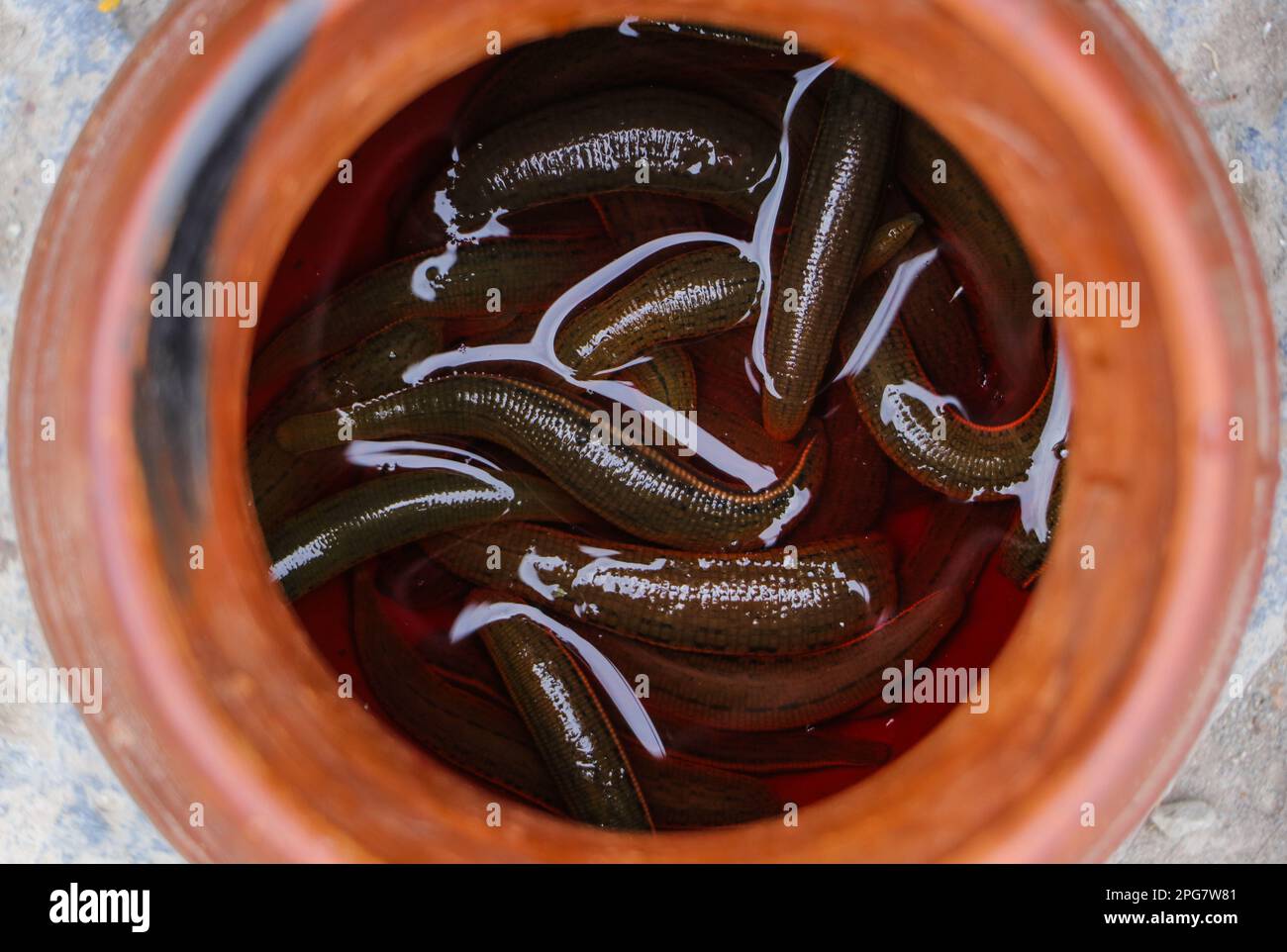 March 21, 2023, Srinagar, Jammu and Kashmir, India: Leeches can be seen ...