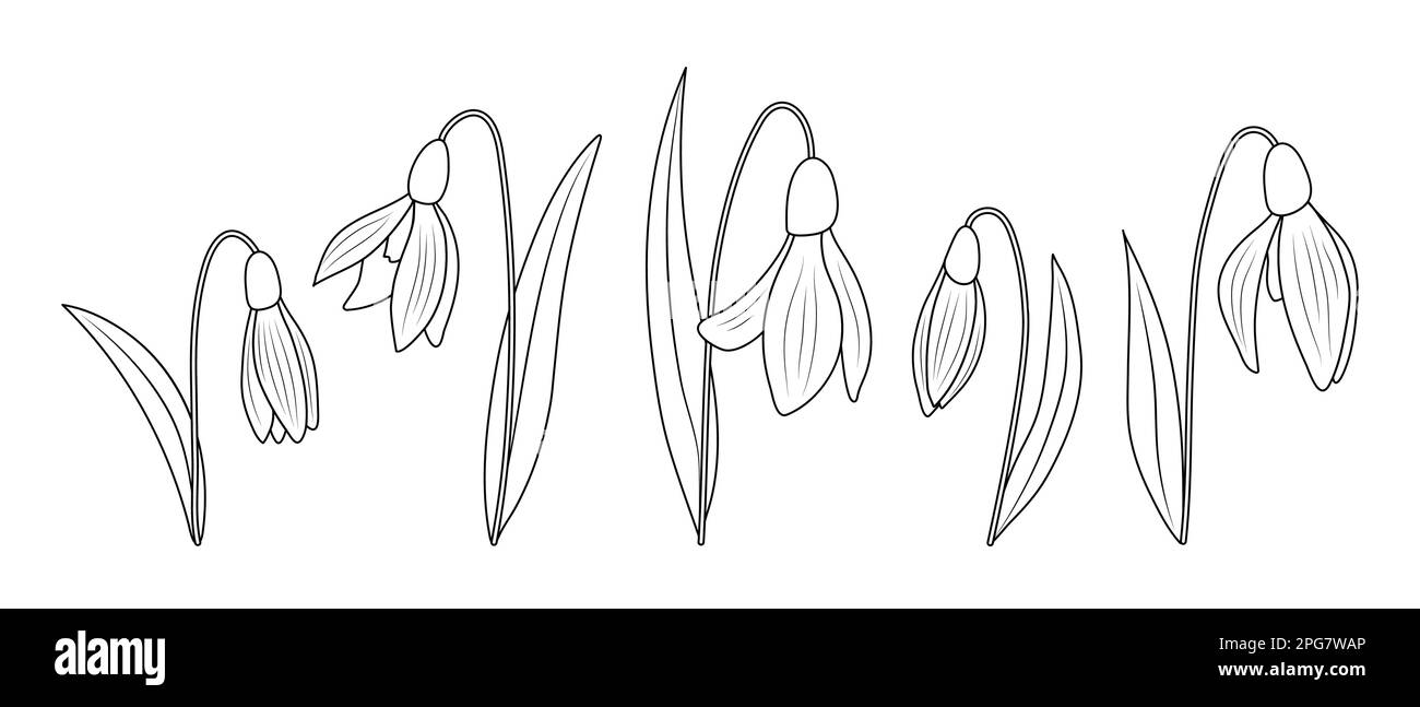 Snowdrop icons isolated on white background. Vector illustration Stock ...