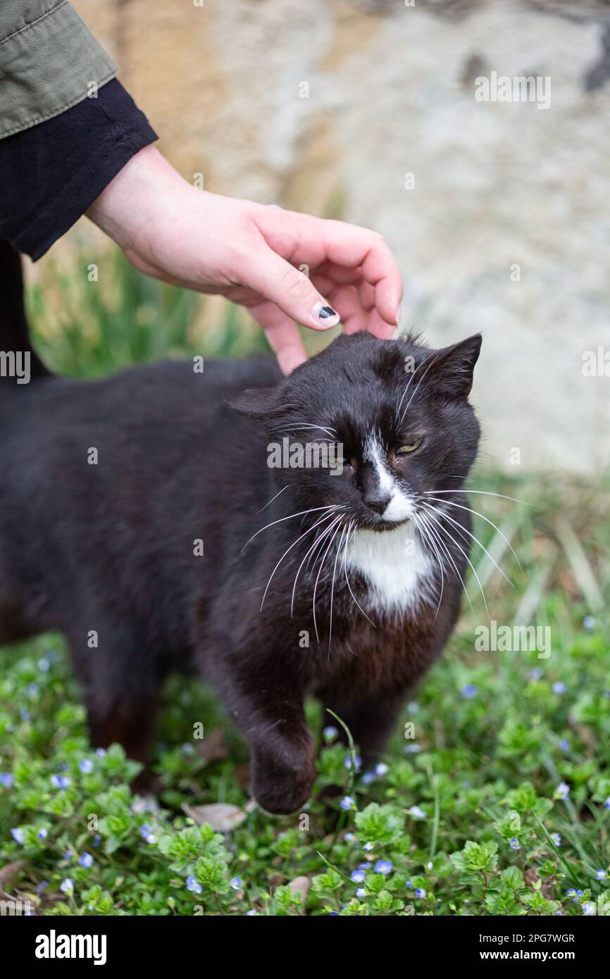 Human hand petting cat head hi-res stock photography and images - Alamy