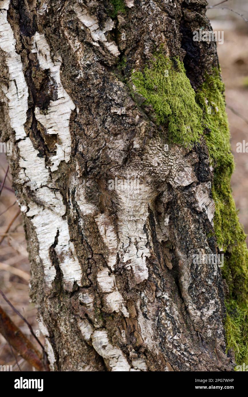 Sliver birch tree bark with green moss pattern Stock Photo - Alamy