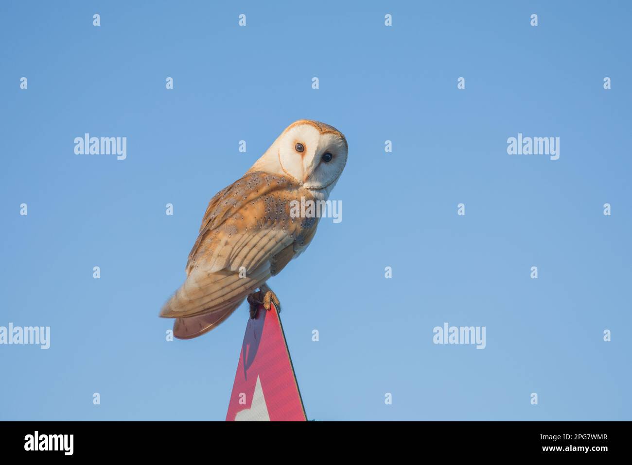 Barn owl tyto alba road hi-res stock photography and images - Alamy