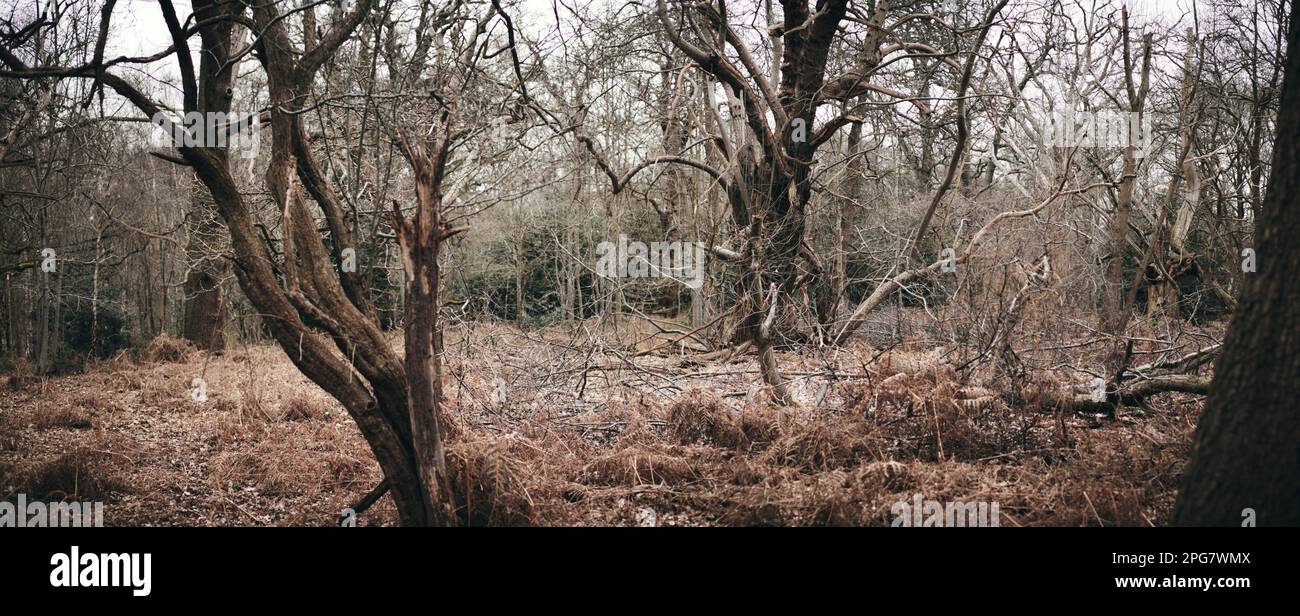 Ancient British Oak woodland panorama Stock Photo - Alamy