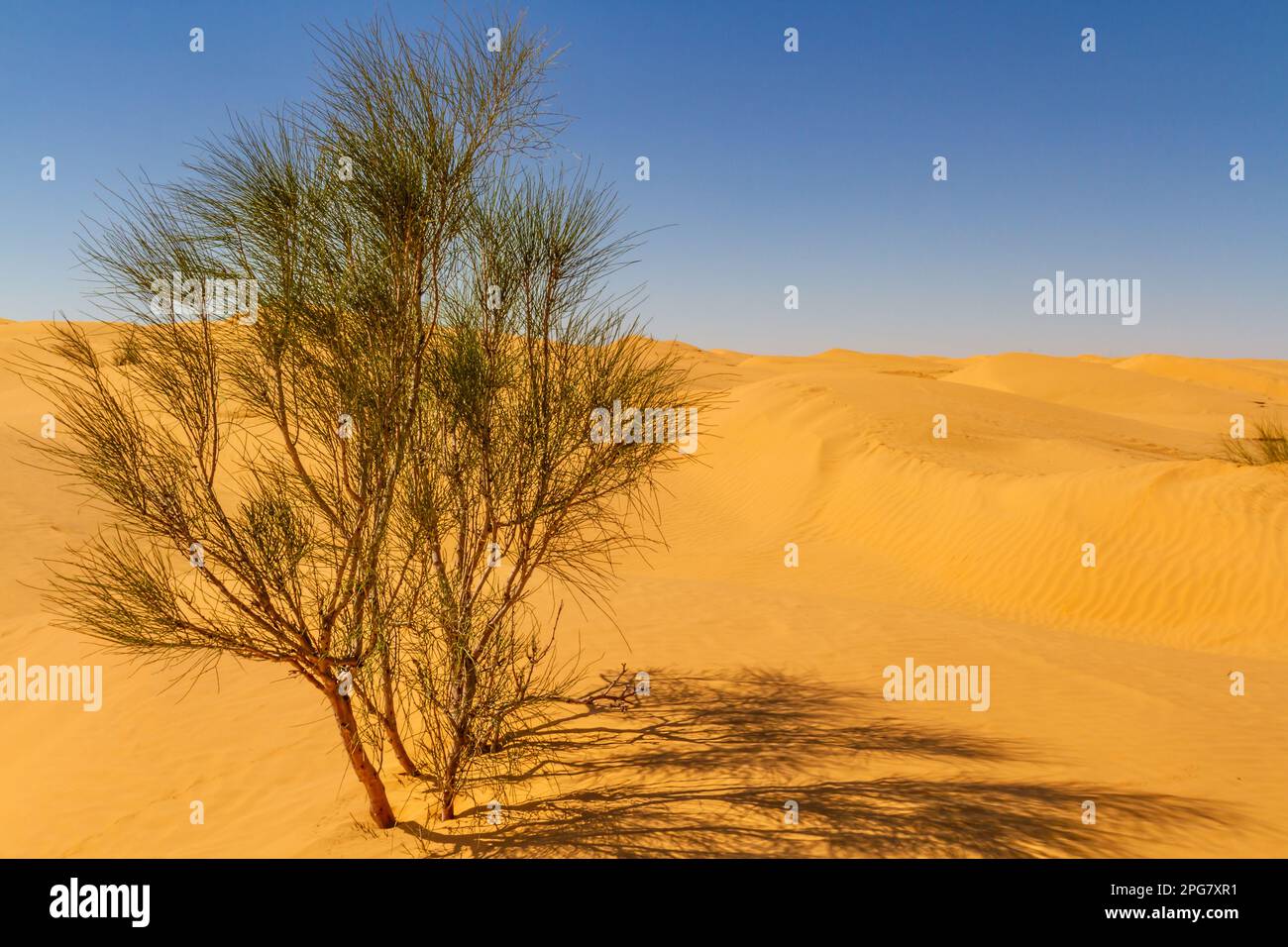 Tamarisk sahara desert hi-res stock photography and images - Alamy