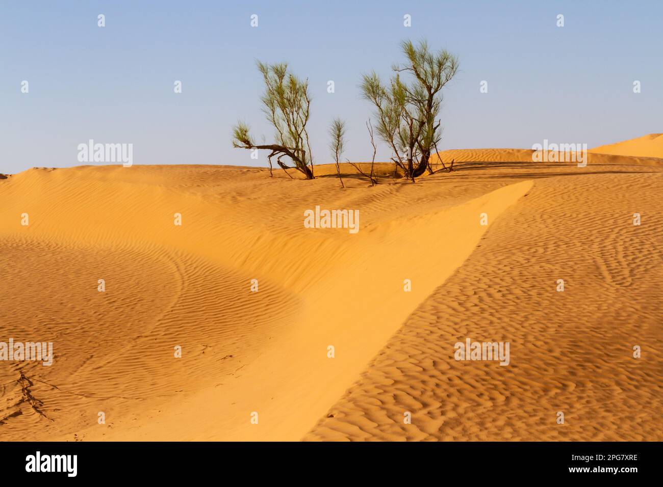 Wild solitary tamarisk tree (Tamarix ) growing on a sand dune in the ...