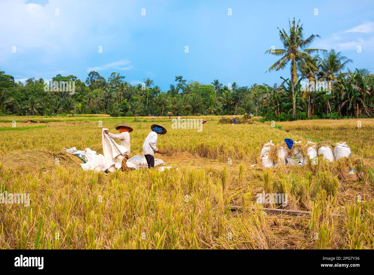 Farmers working on rice field on Bali harvesting rice Stock Photo - Alamy