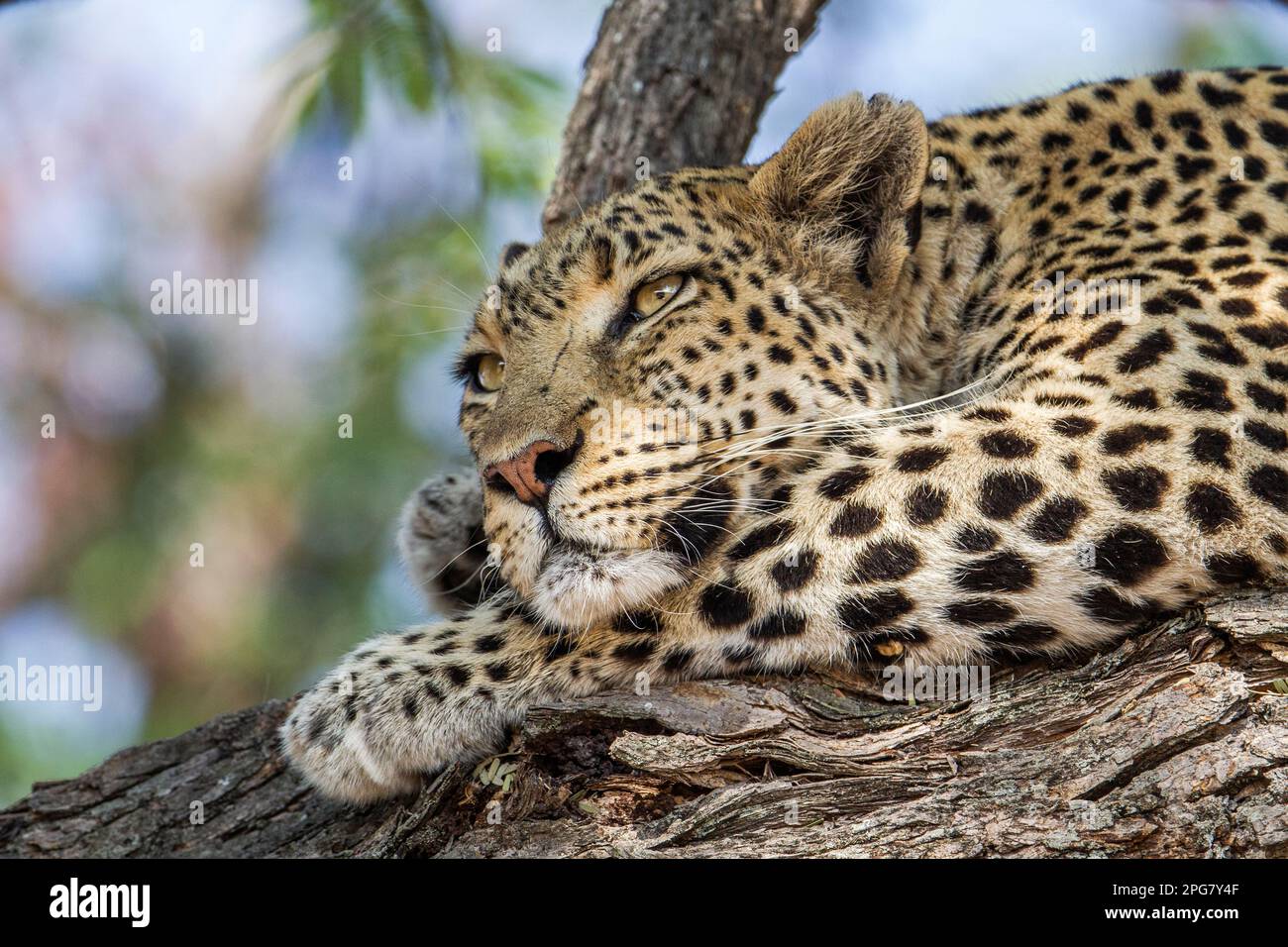 Leopard head close up hi-res stock photography and images - Alamy