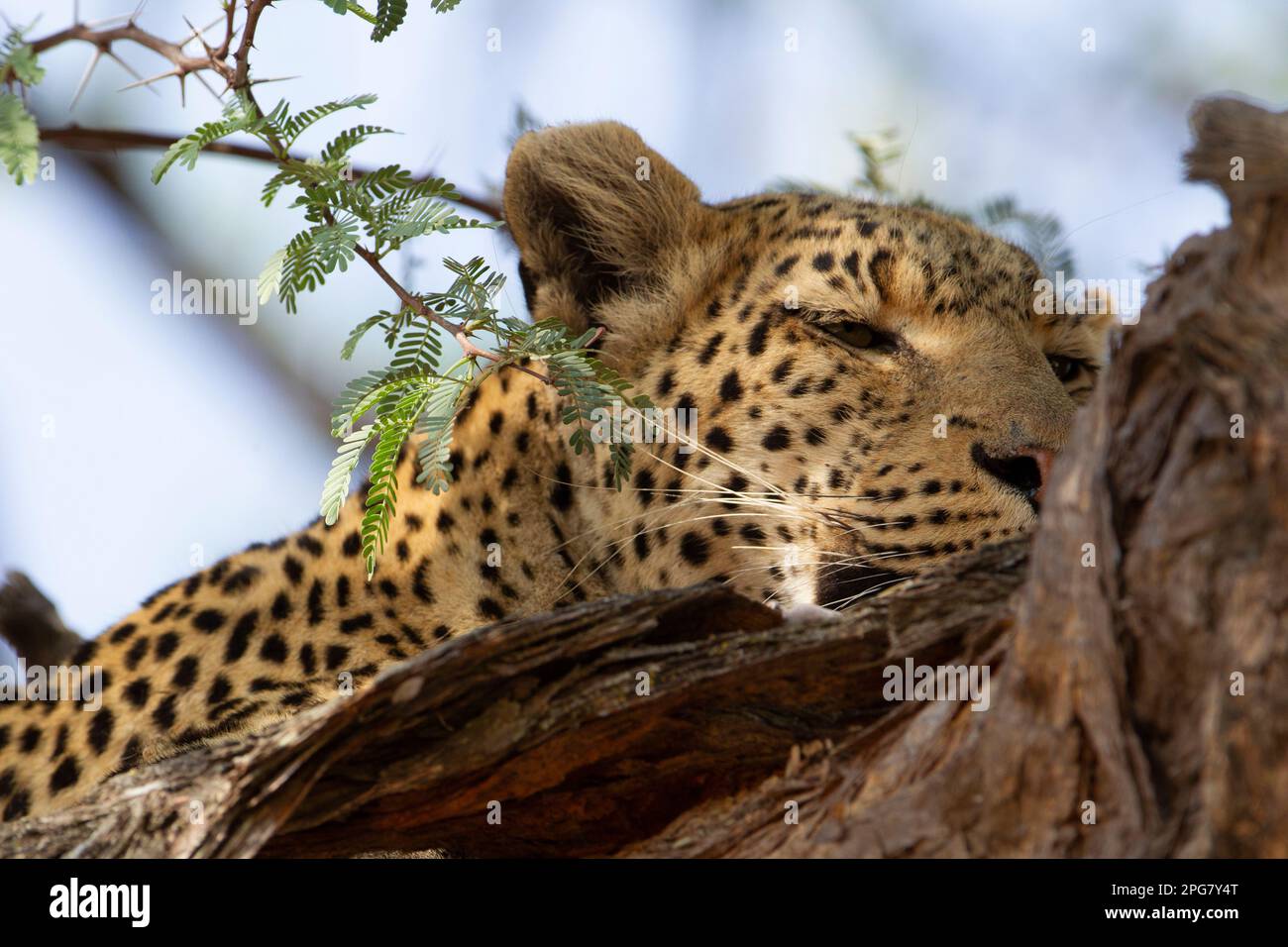 Leopard close up portrait of face, head, eyes and mouth. Panthera ...