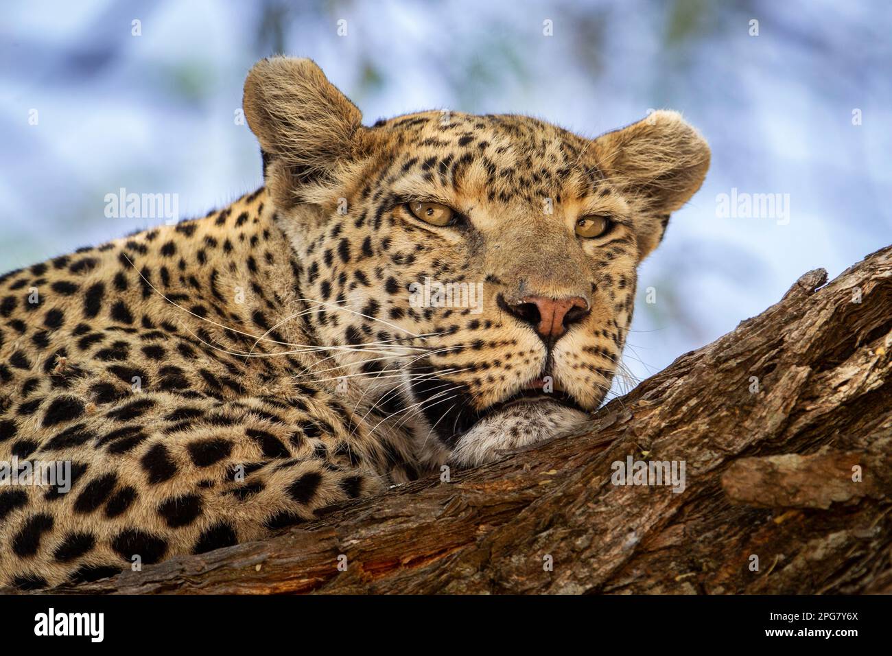 Leopard close up portrait of face, head, eyes and mouth. Panthera ...
