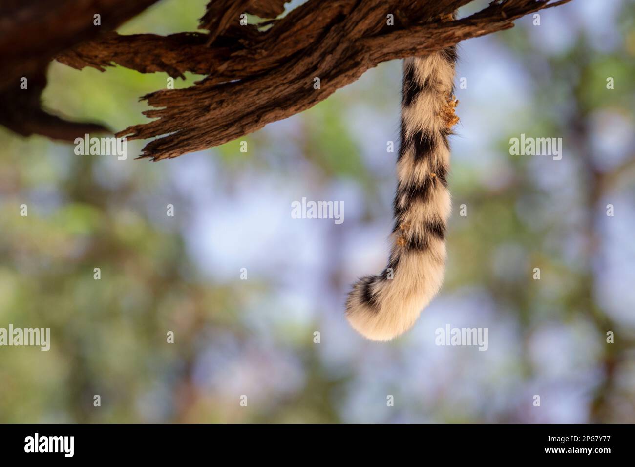 Leopard close up portrait of its white and black spotted tipped tail ...