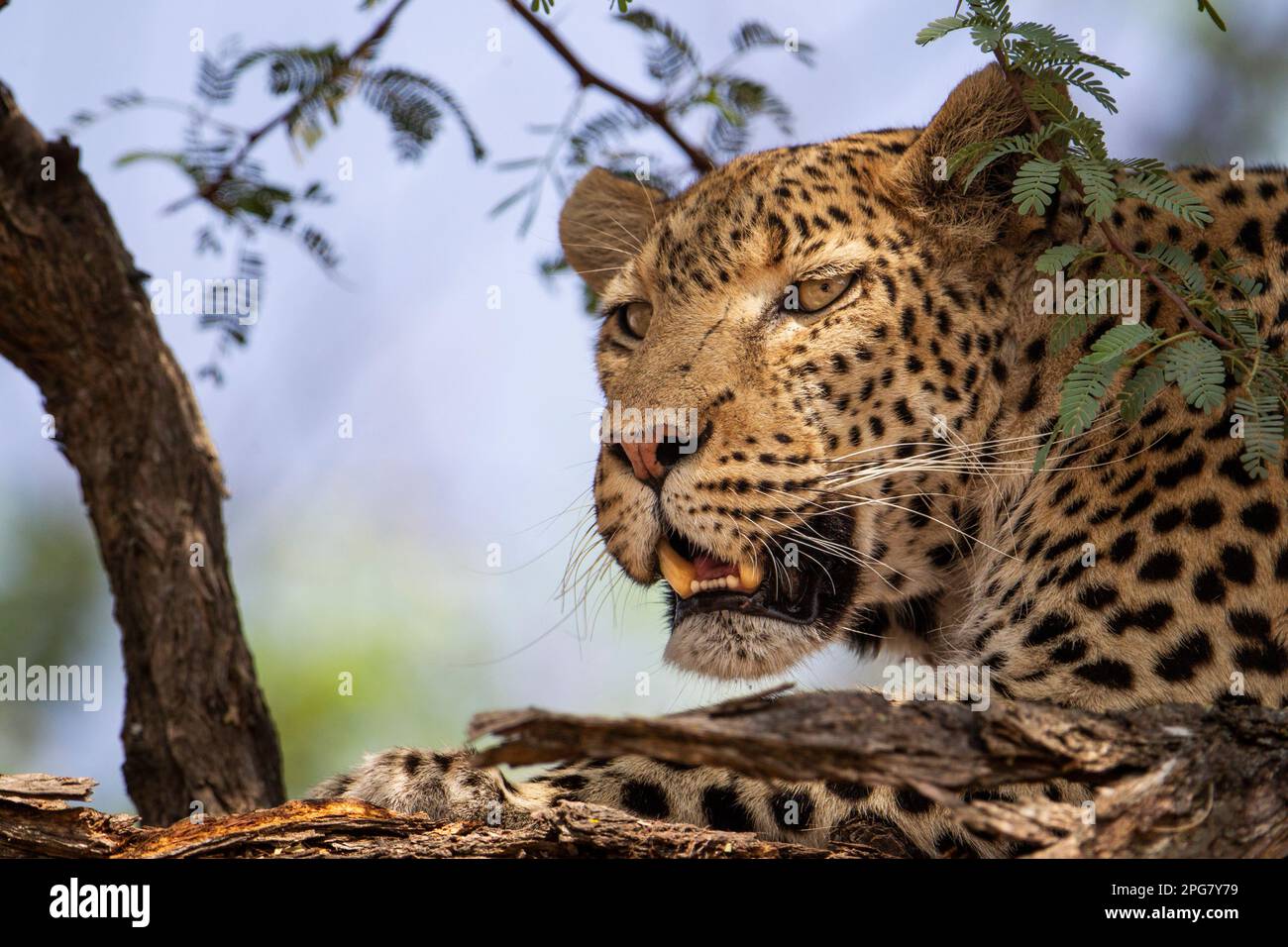 Leopard close up portrait of face, head, eyes and mouth. Panthera ...