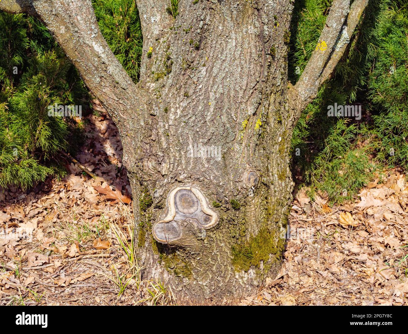 The foot of a tree trunk among thua bushes and fallen leaves Stock ...