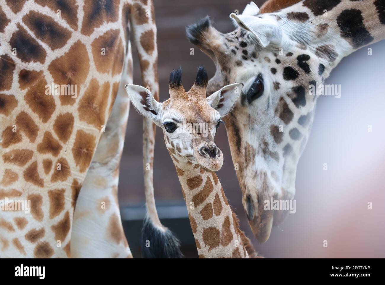 Leipzig, Germany. 21st Mar, 2023. The giraffe cub "Niara" stands in the ...