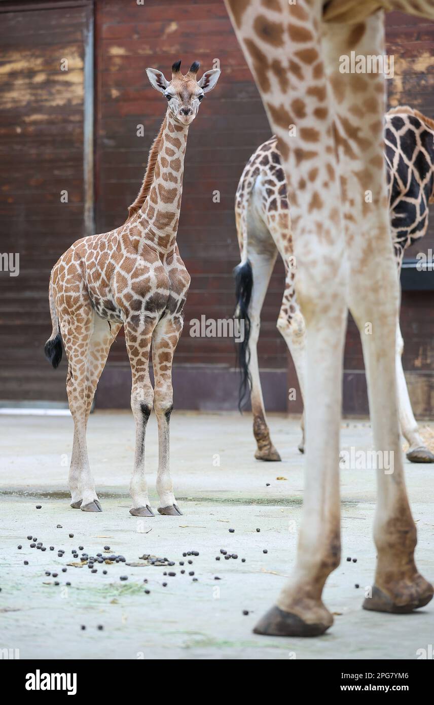 Leipzig, Germany. 21st Mar, 2023. The giraffe cub "Niara" stands in the ...