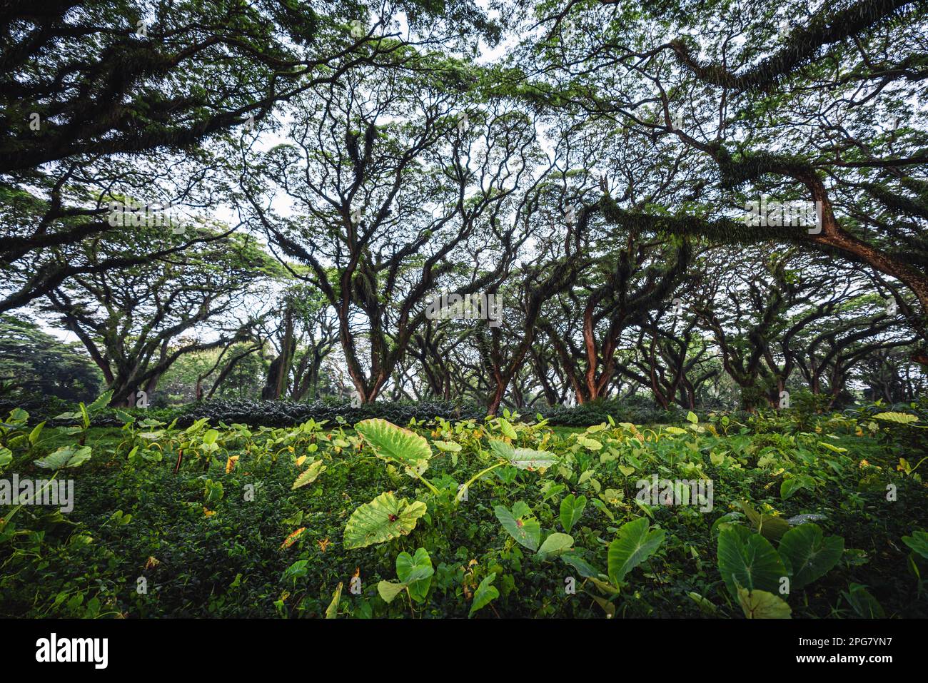 A lush natural landscape of trees and plants growing beneath the grand ...