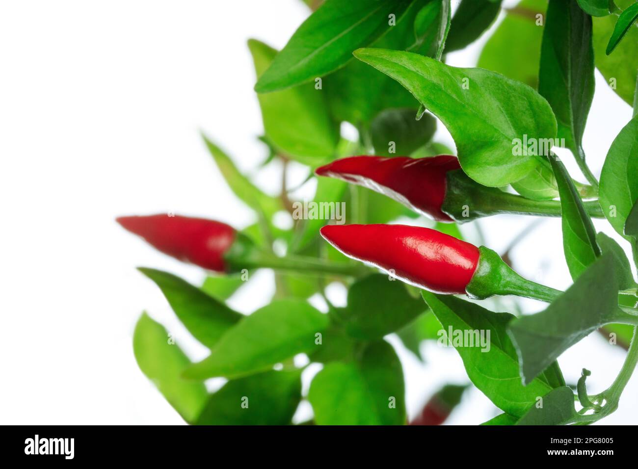 Organic red pepper plant with green leaves on a white background ...
