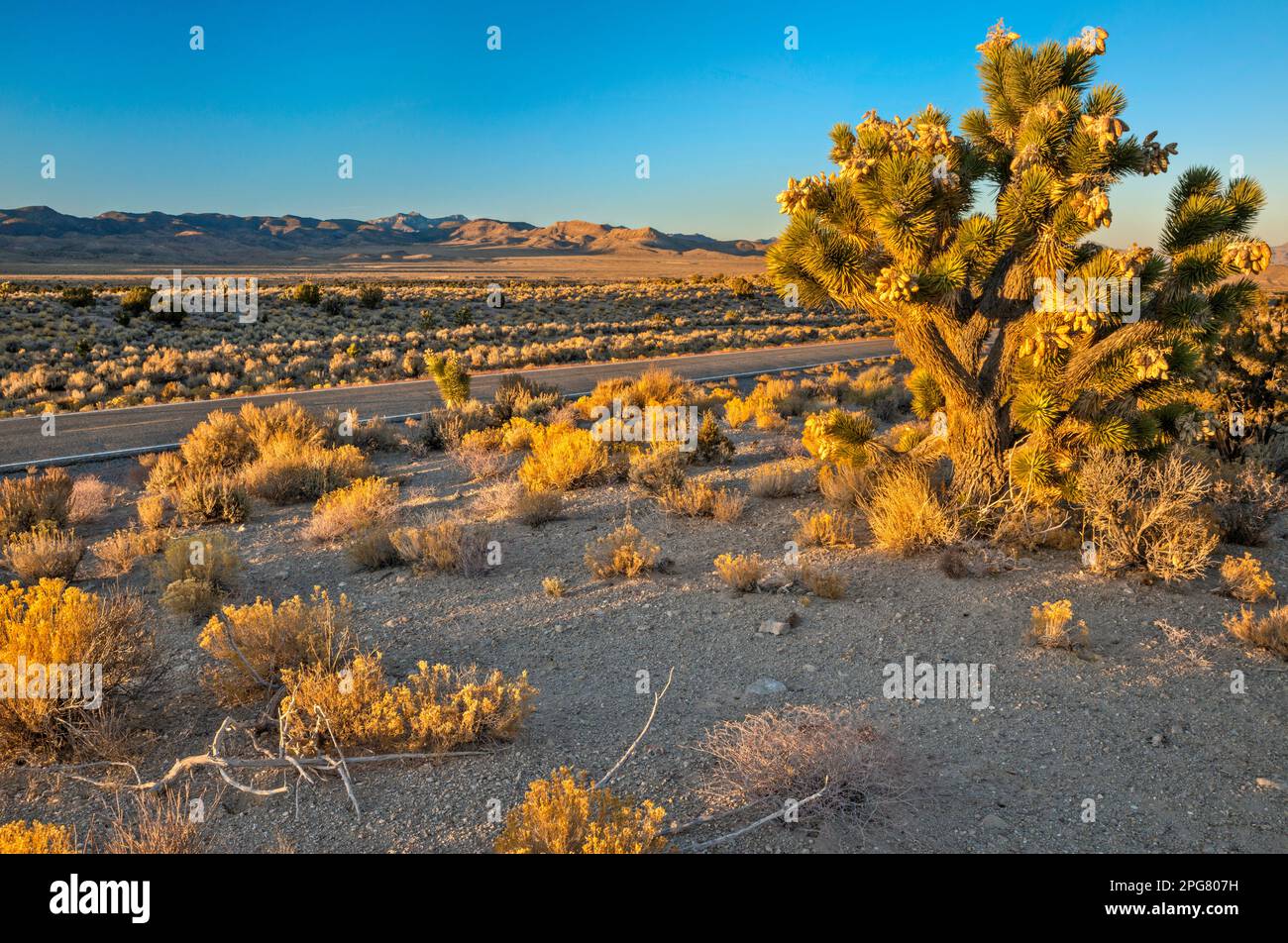 Joshua tree, sagebrush desert, Extraterrestrial Highway NV-375, sunset ...