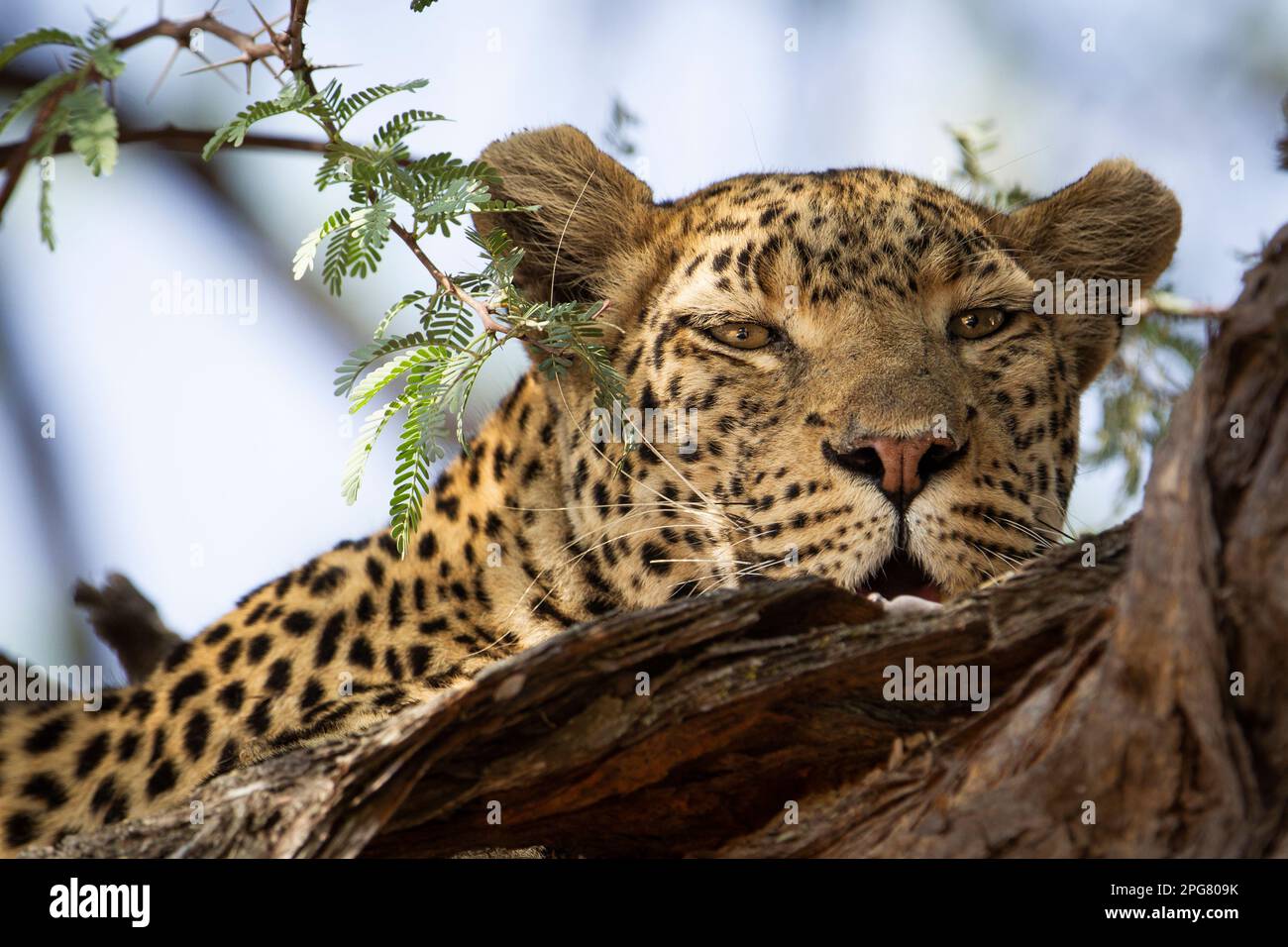 Leopard portrait, close up of face, head, eyes and mouth. Panthera ...