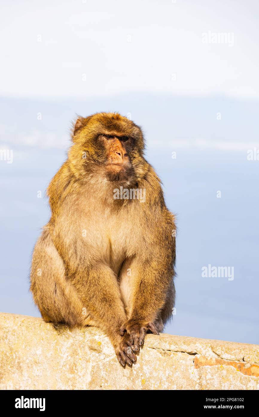 The famous Barbary Macaque of the British Overseas Territory of ...