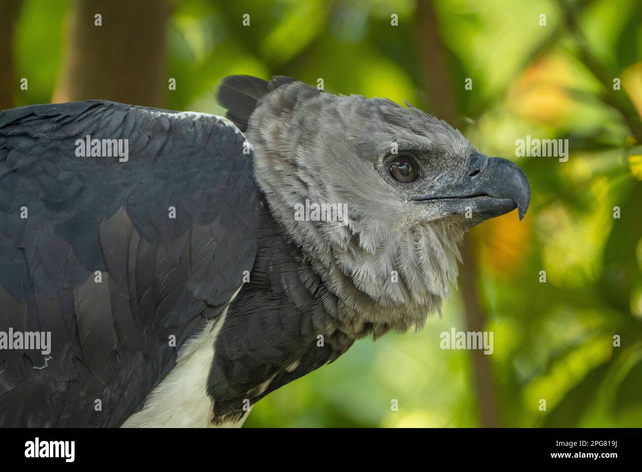A portrait of a Harpy Eagle on a tree in a forest with a blurry ...