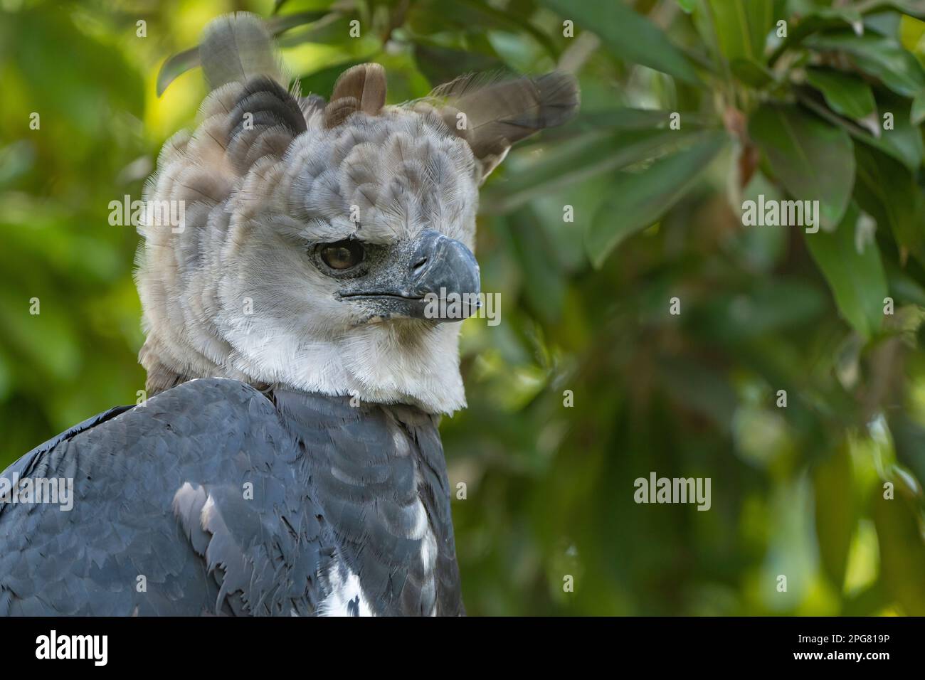 A portrait of a Harpy Eagle on a tree in a forest with a blurry ...