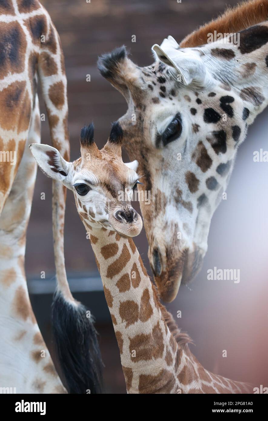 Leipzig, Germany. 21st Mar, 2023. The giraffe cub "Niara" stands in the ...