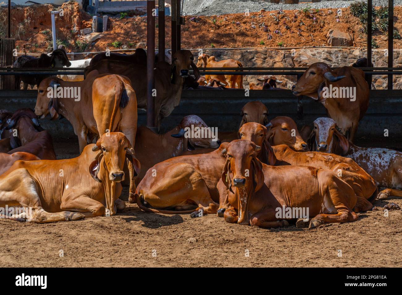 Domestic cattle brahman cow calf hi-res stock photography and images ...