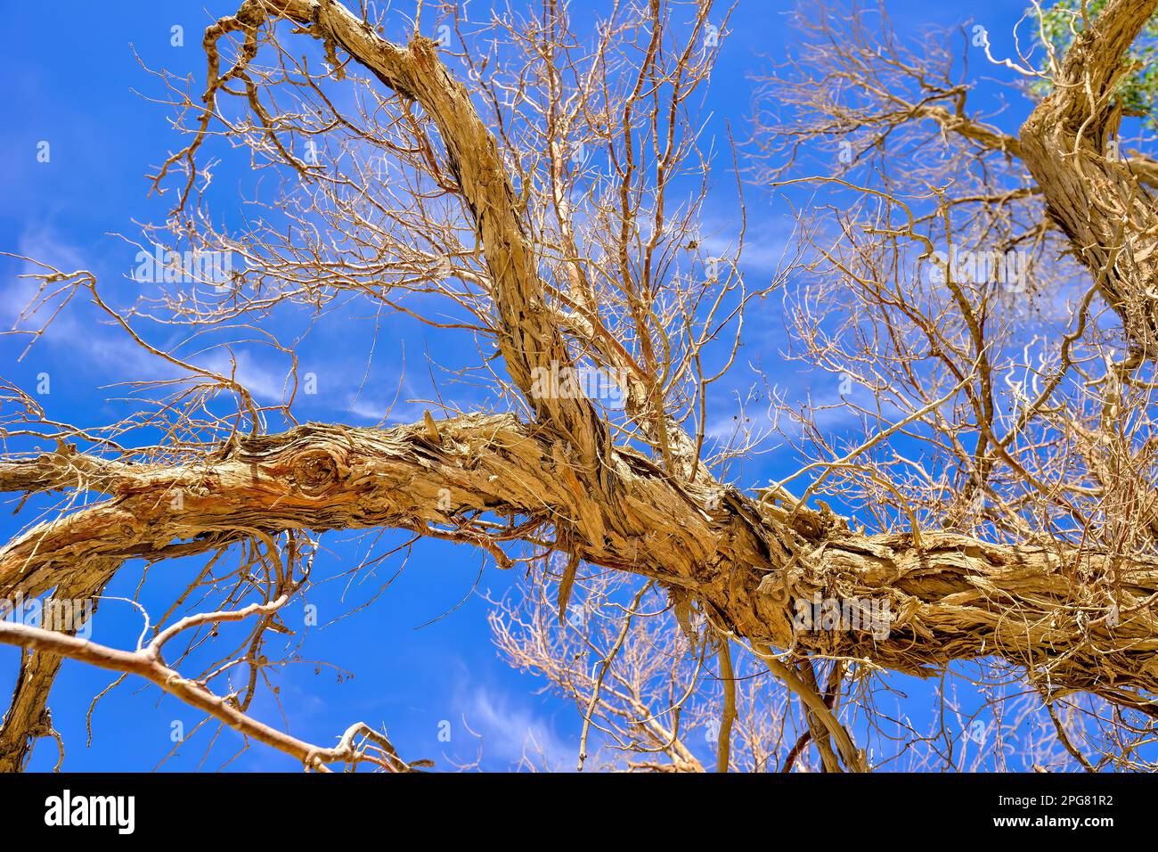 The roots of Lop Nur people can be traced back thousands of years. They ...