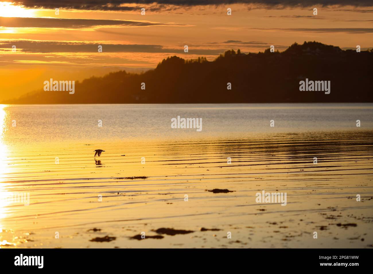 View of the Trondheim fjord and the beach Oesanden, Gaulosen nature ...