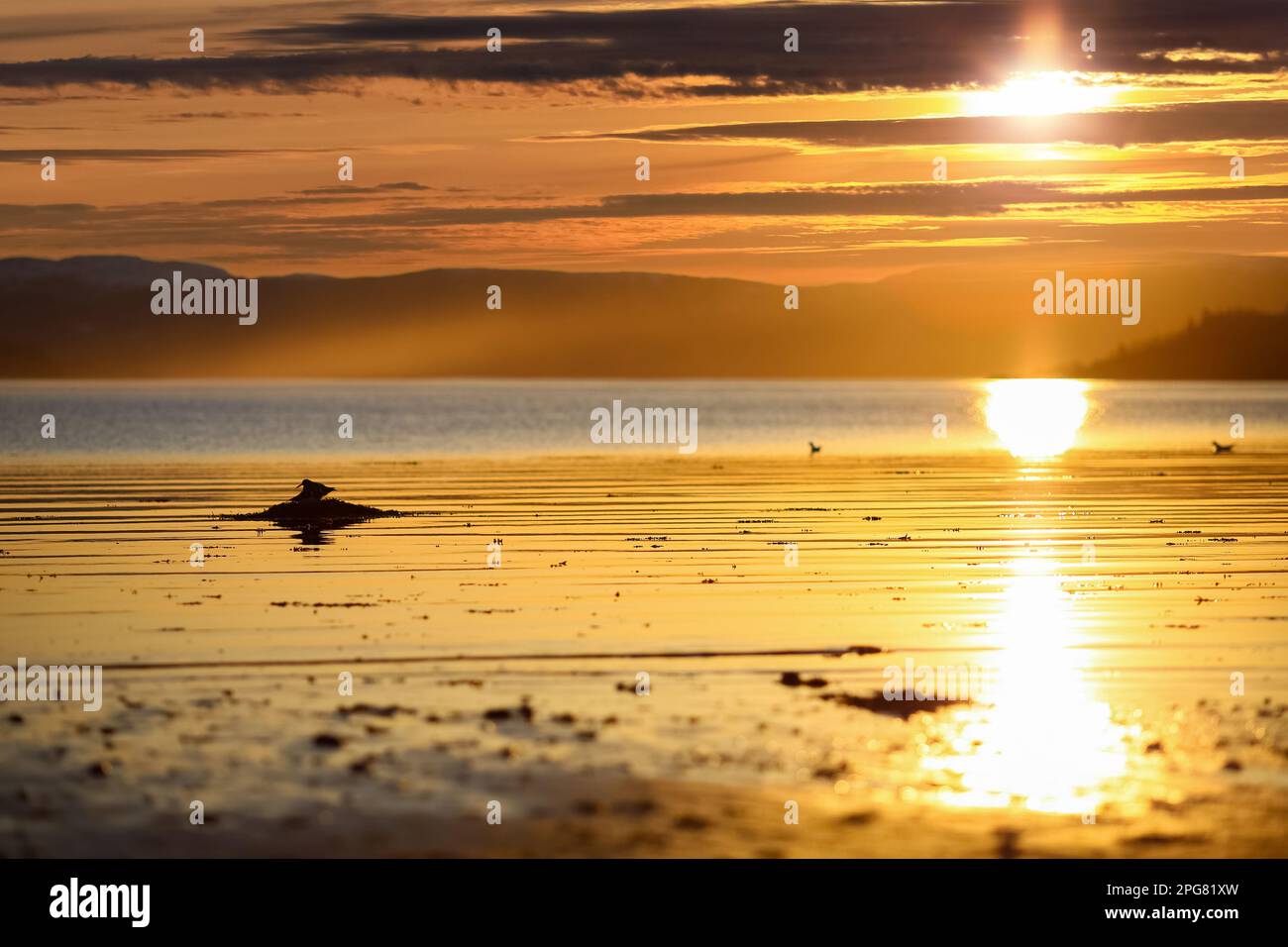 View of the Trondheim fjord and the beach Oesanden, Gaulosen nature ...