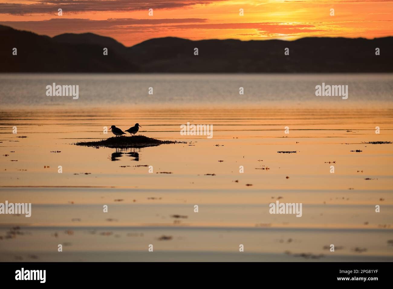 View of the Trondheim fjord and the beach Oesanden, Gaulosen nature ...