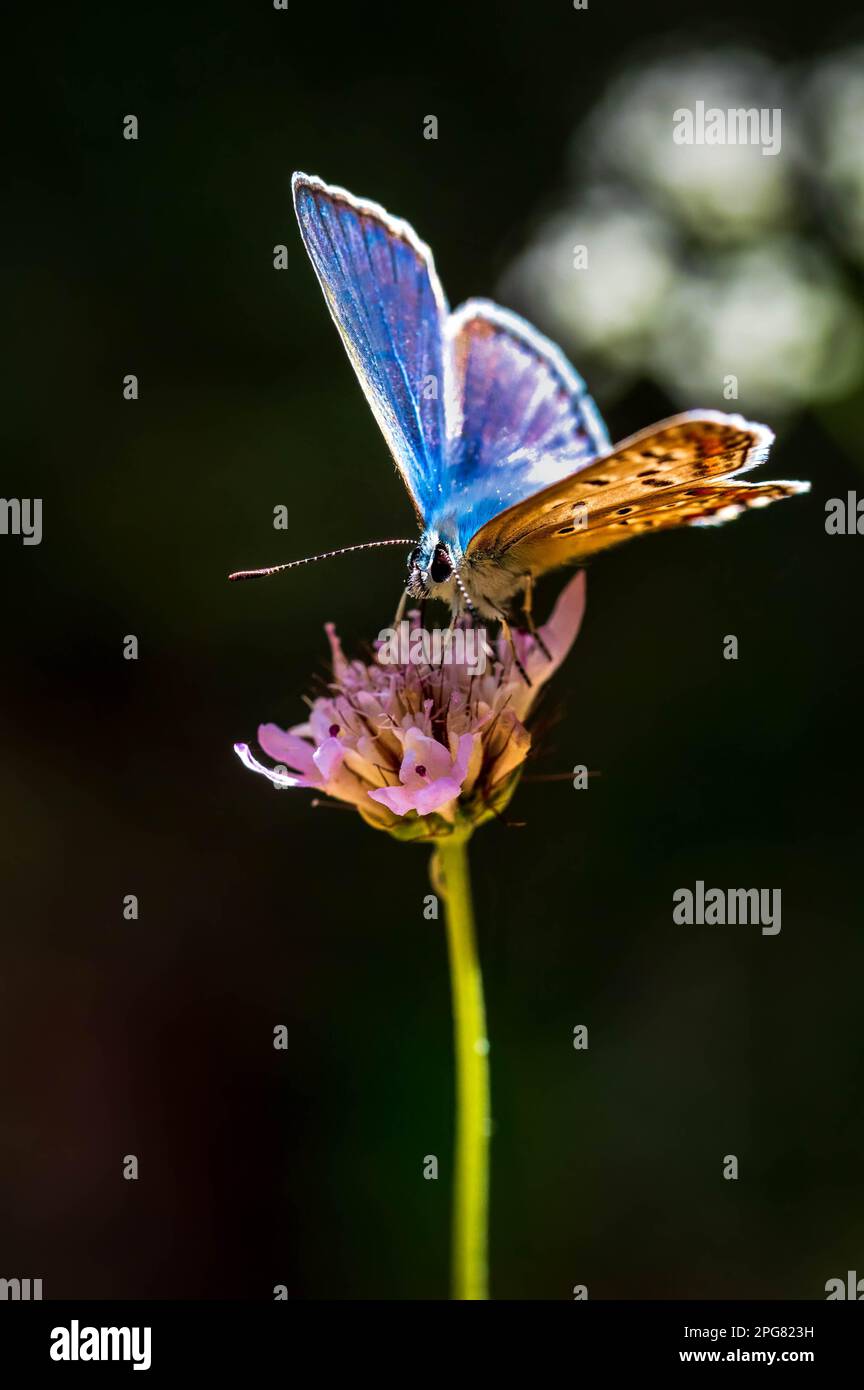 Delicate blue flower atop hi-res stock photography and images - Alamy