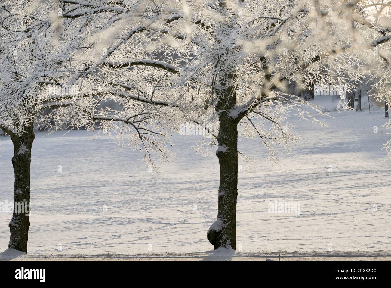 A scenic winter landscape featuring two trees covered in a thin layer ...