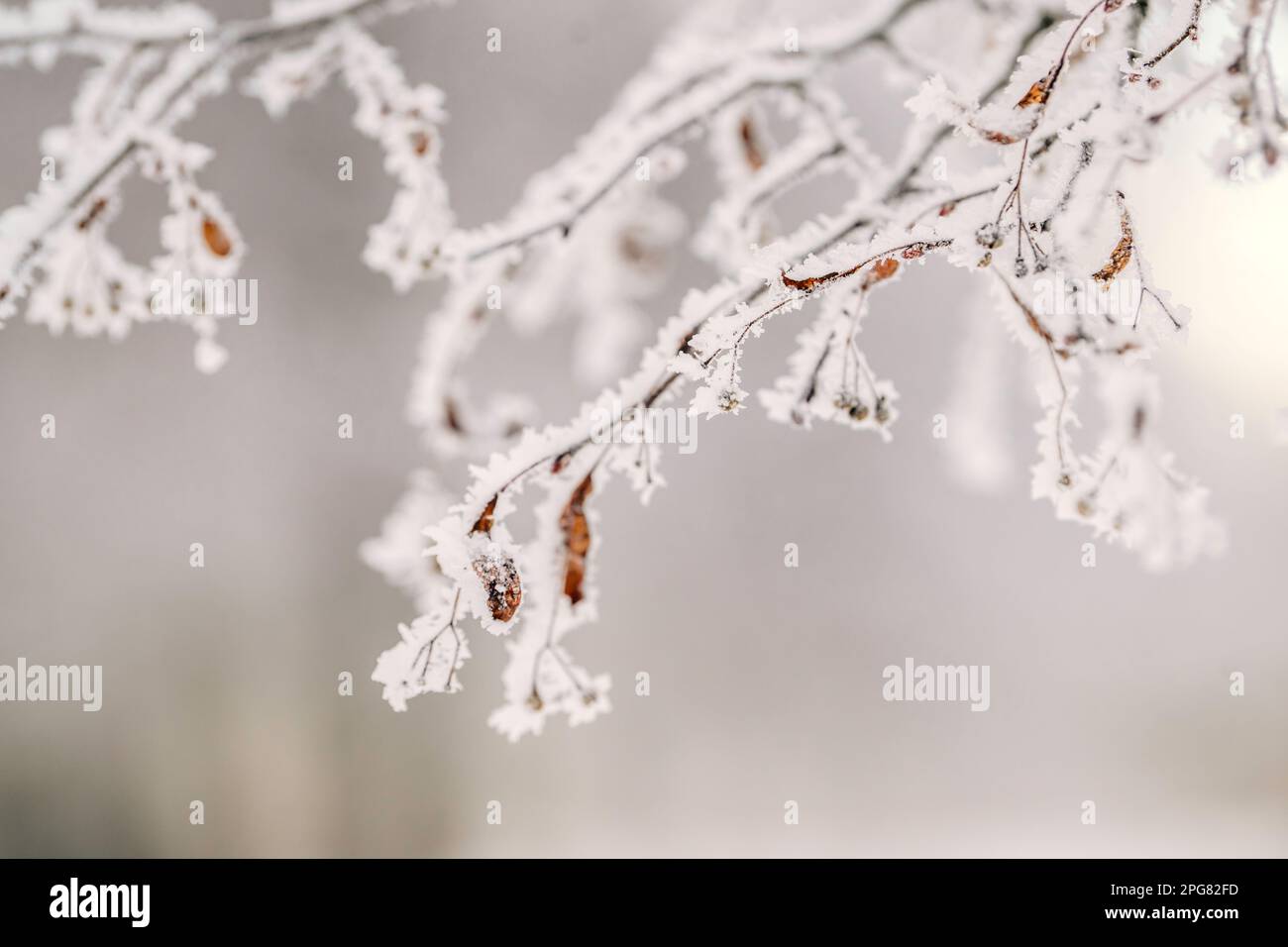 A white-frosted branch, glistening in the cold winter sunlight Stock ...