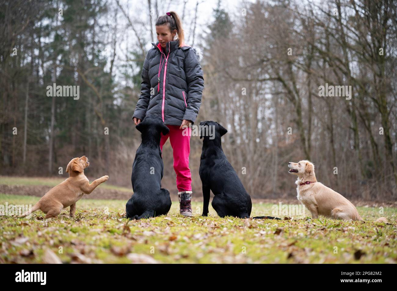 Dog trainer or owner with her four dogs standing outside in nature and ...