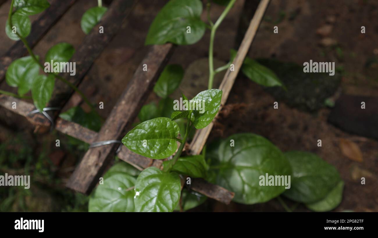 High angle view of an elevated Spinach vine tip of a Spinach plant ...