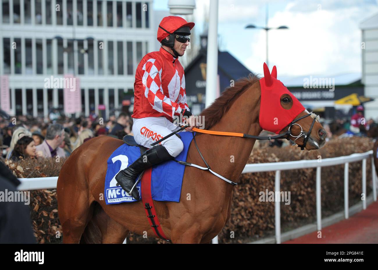 Pied piper horse cheltenham hi-res stock photography and images - Alamy