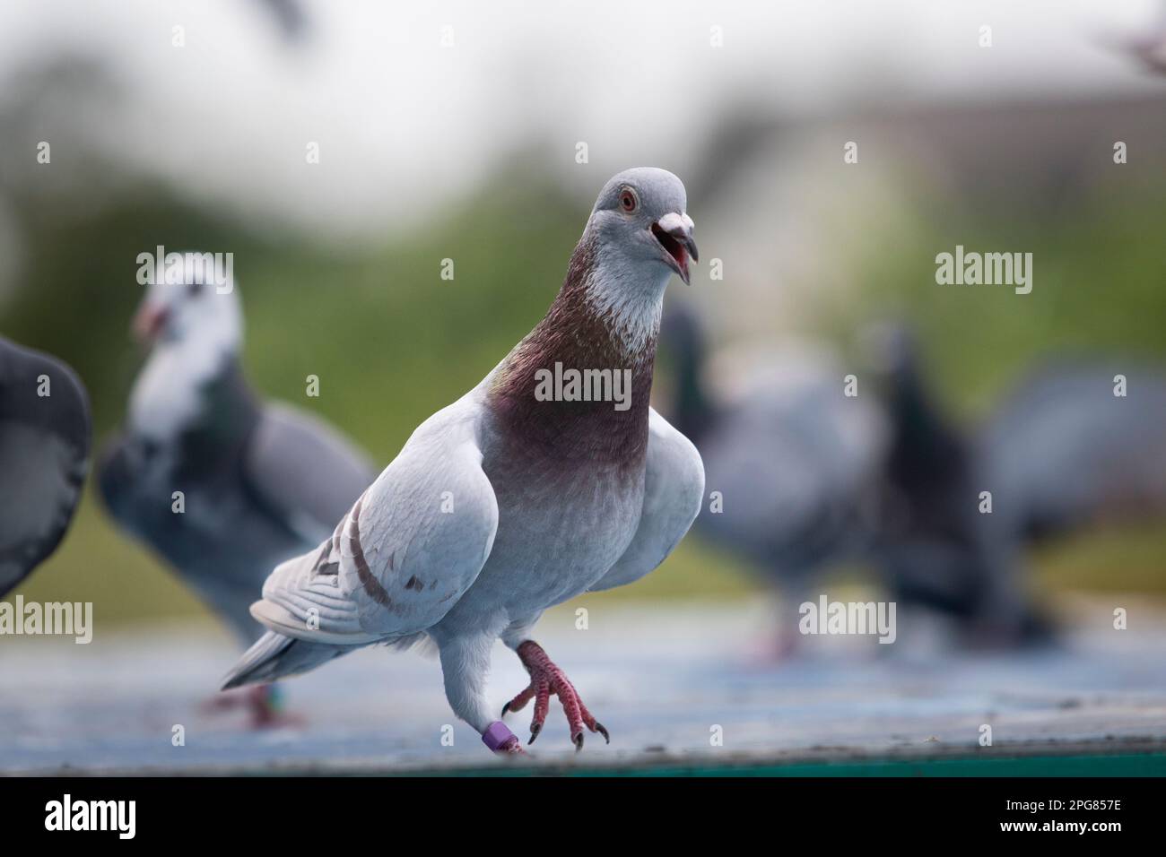 mealy color of homing pigeon outdoor exercise training before racing ...
