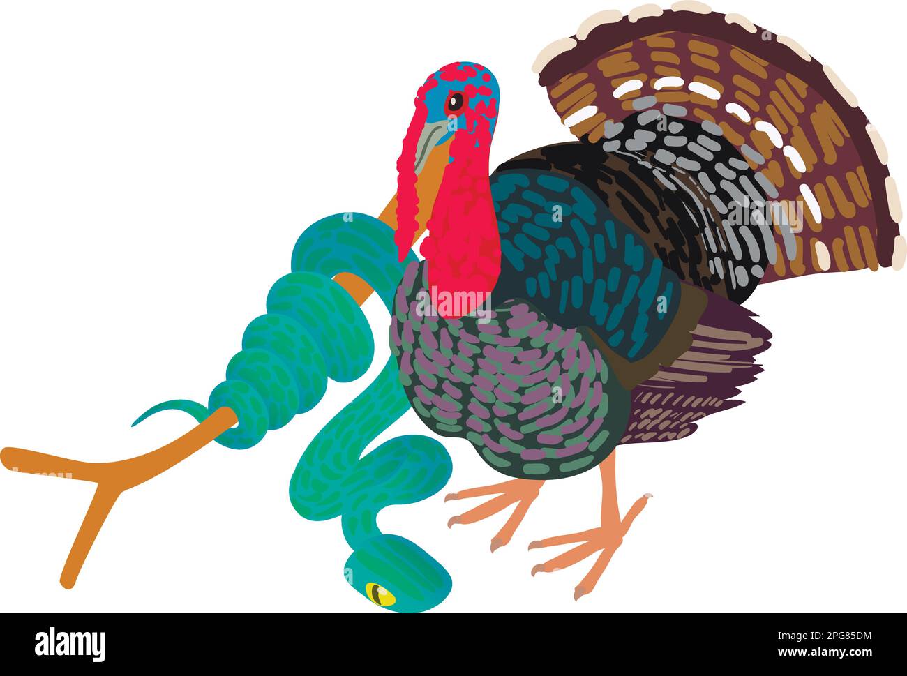 Turkey Tail Feathers Vector