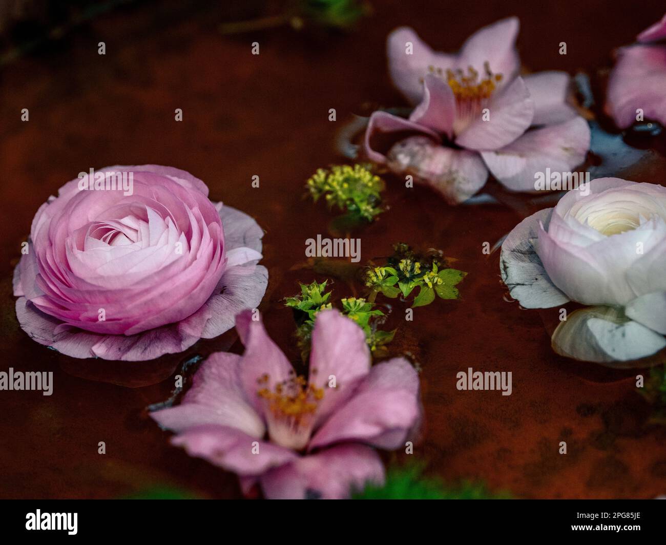 Vibrant flowers floating atop a dark liquid surface Stock Photo - Alamy