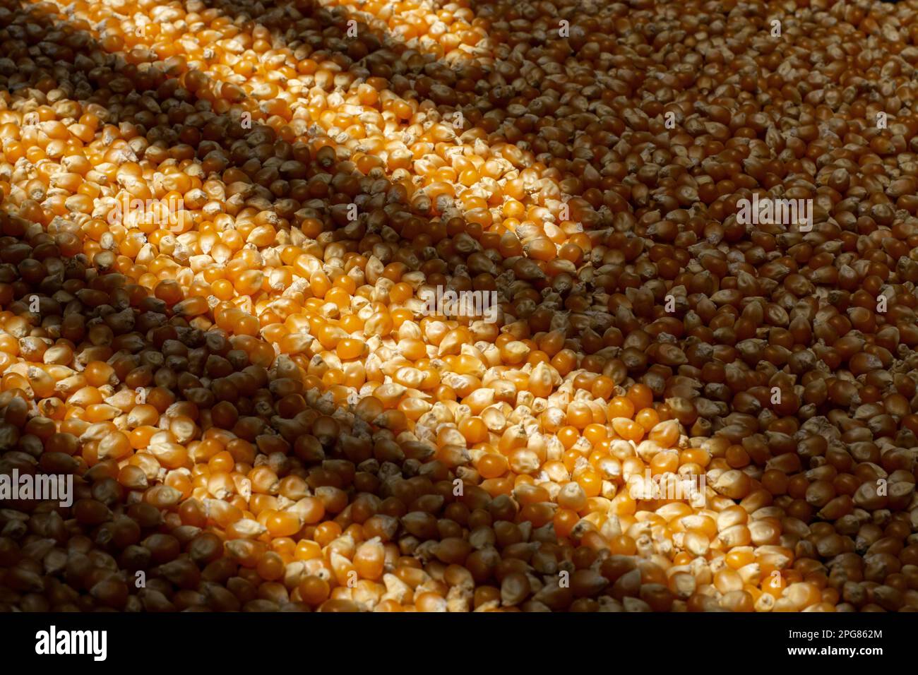 Scattered corn kernels hi-res stock photography and images - Alamy