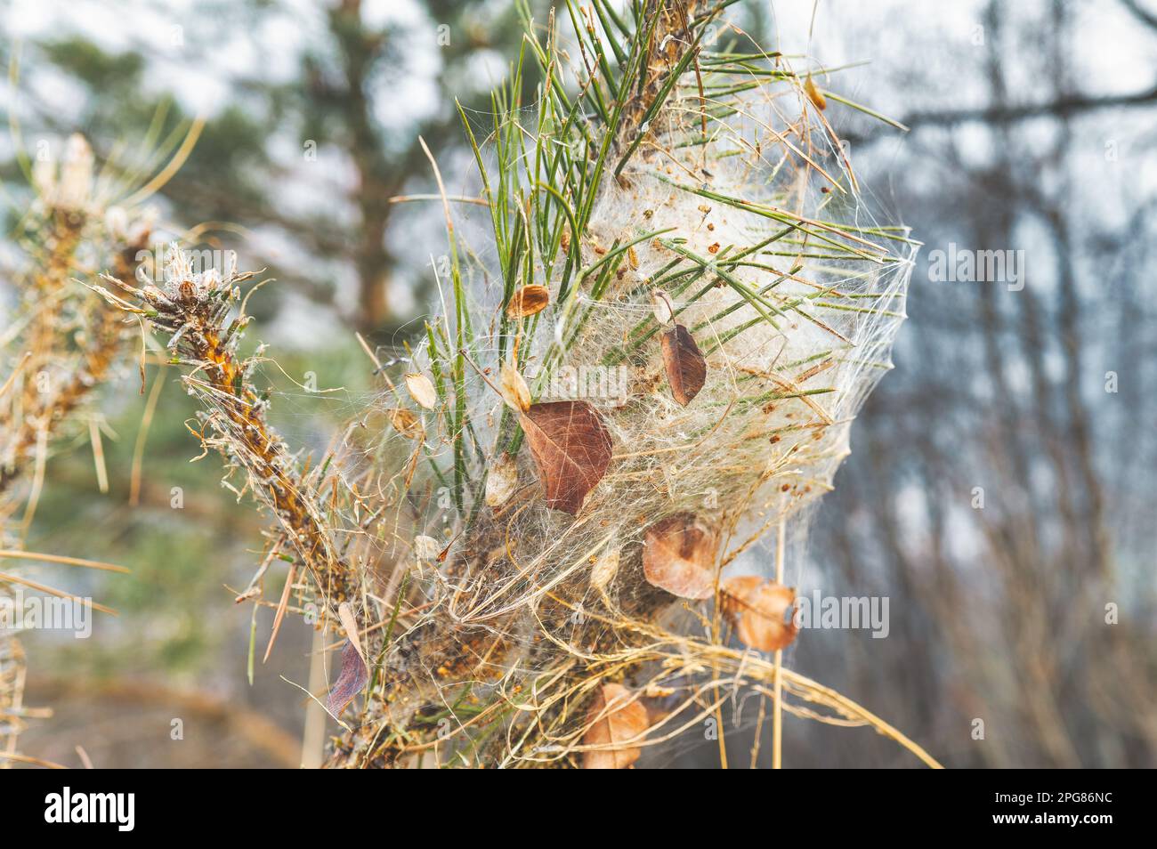 Pine processionary moth hi-res stock photography and images - Alamy