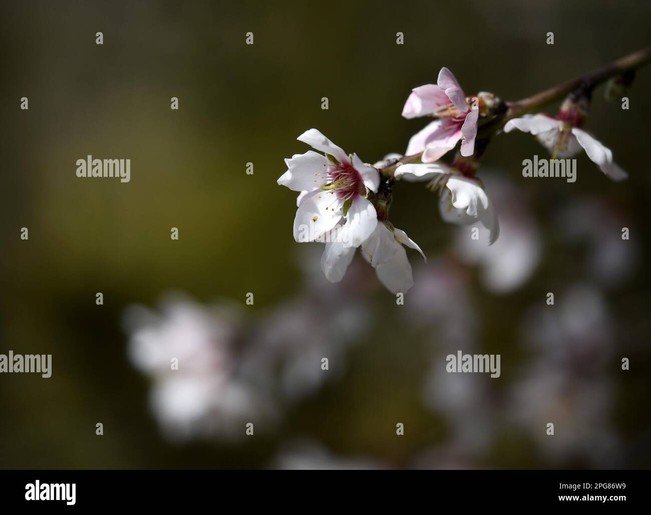 Prunus dulcis var amara almond hi-res stock photography and images - Alamy