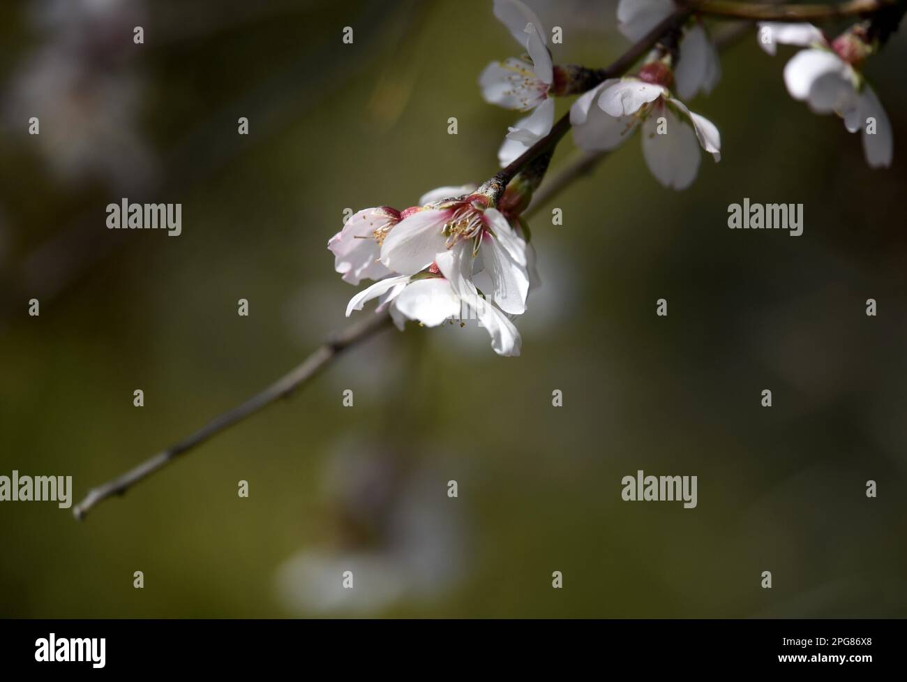 Prunus dulcis var amara almond hi-res stock photography and images - Alamy