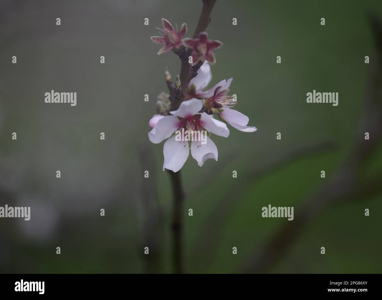 Bitter almond prunus amygdalus twigs hi-res stock photography and ...