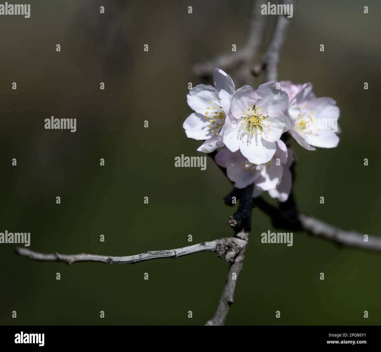 Prunus dulcis var amara almond hi-res stock photography and images - Alamy