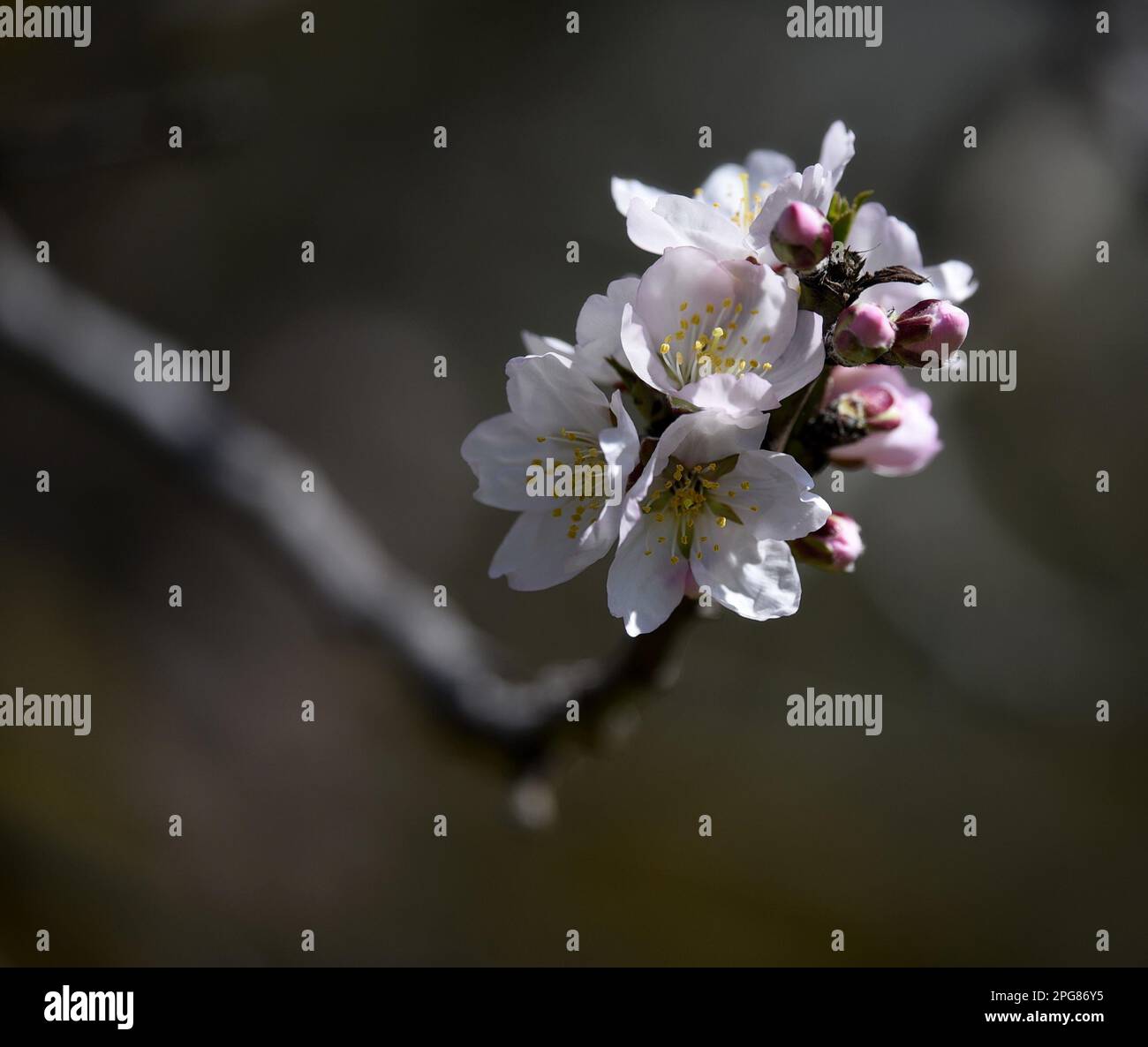 Prunus dulcis var amara almond hi-res stock photography and images - Alamy