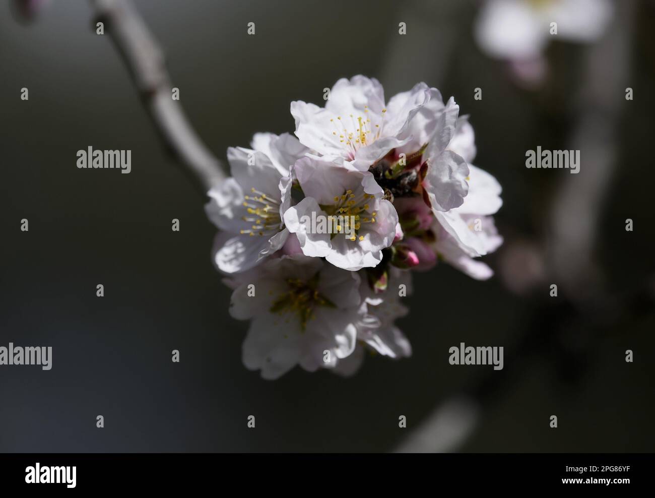 Prunus dulcis tree bark hi-res stock photography and images - Alamy