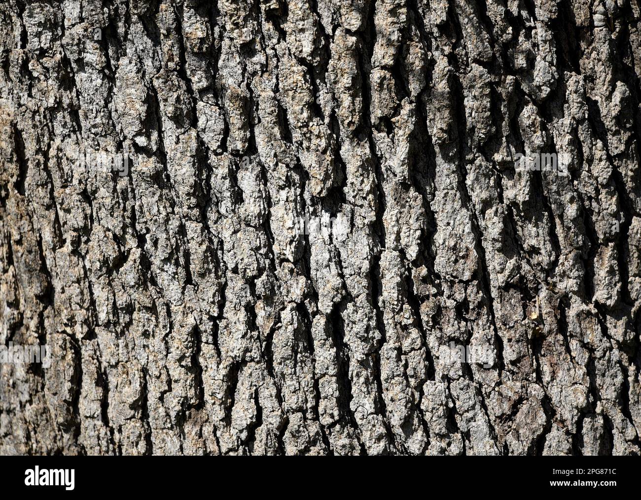 Natural palm tree trunk closeup Stock Photo - Alamy