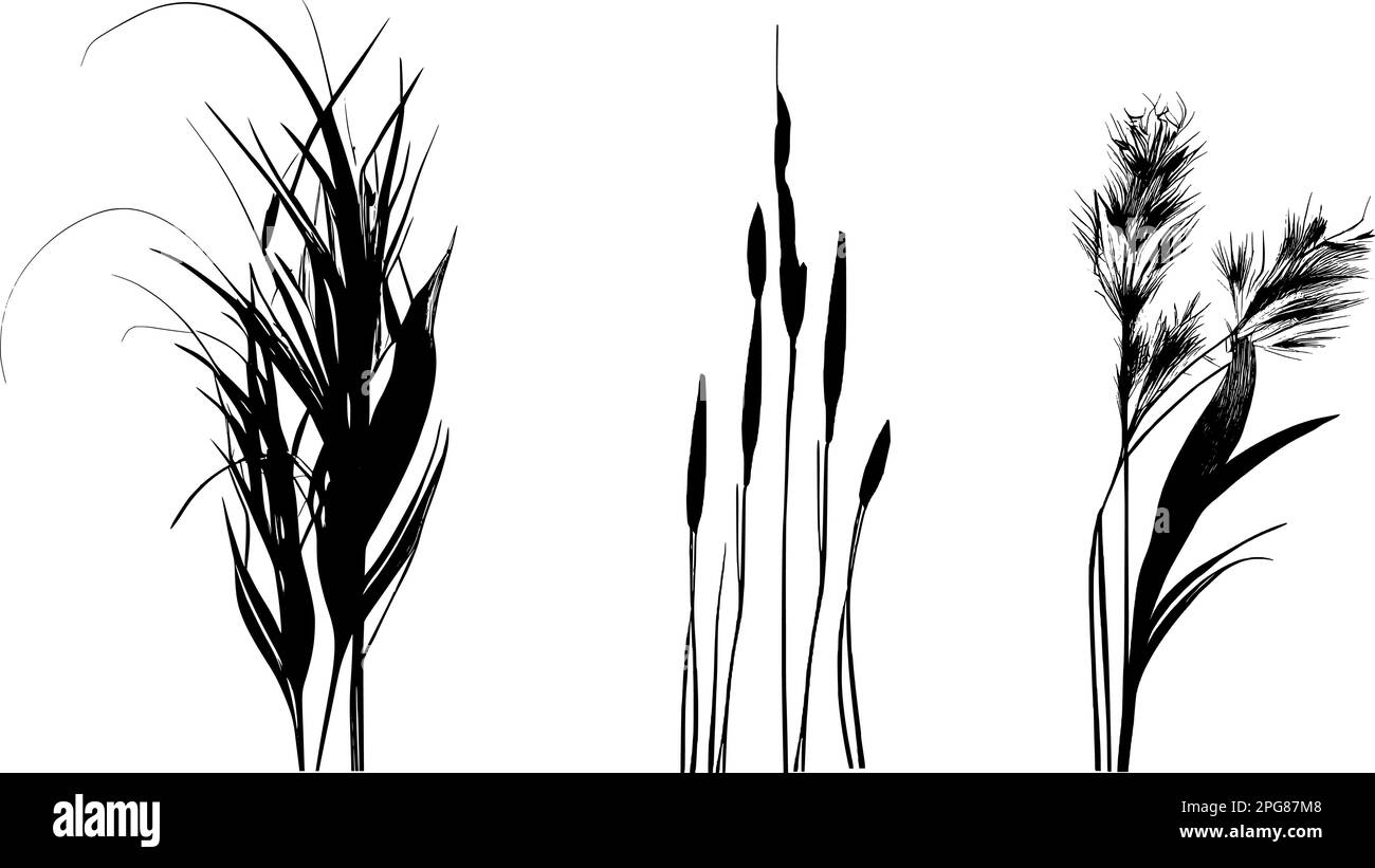 Monochrome image of a plant on the shore near a pond.Image of a ...